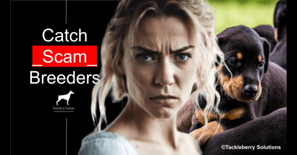 Scam Breeders alert: Ensuring your Doberman breeder is legit ...