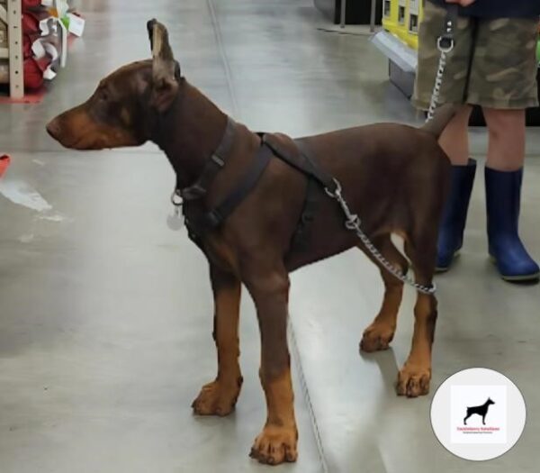 Chase - Tackleberry Dobermans