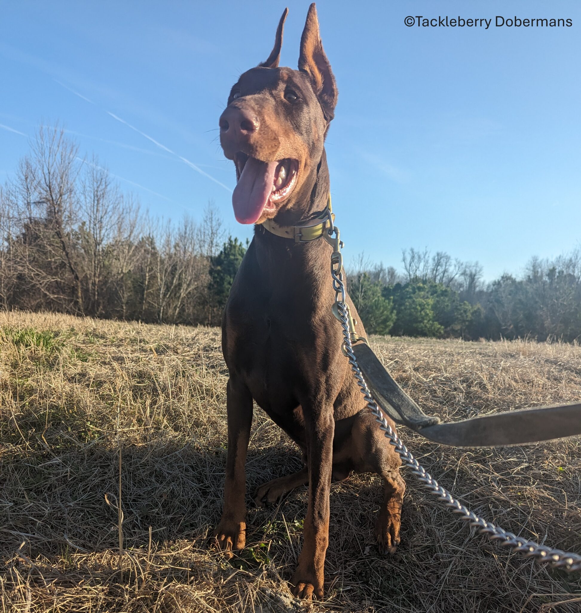 Doberman Breed Dog: The Ultimate Companion